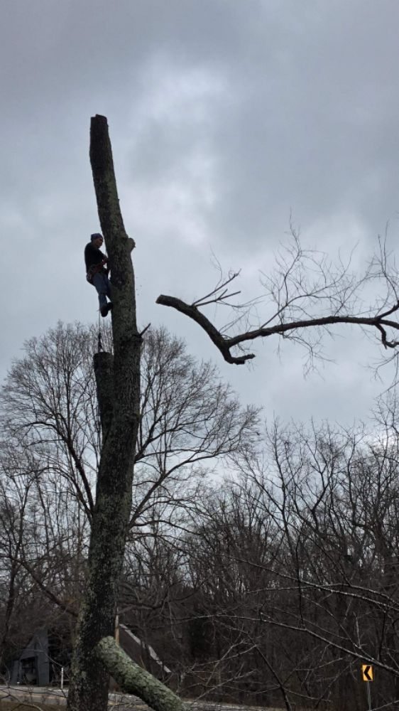 ATCHISON TREE SERVICE & LAWN CARE - Updated October 2025 - 607 Royal Rd ...