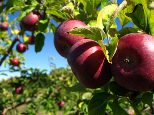 BOLTON SPRING FARM - 58 Photos & 52 Reviews - Fruits & Veggies - 149 ...