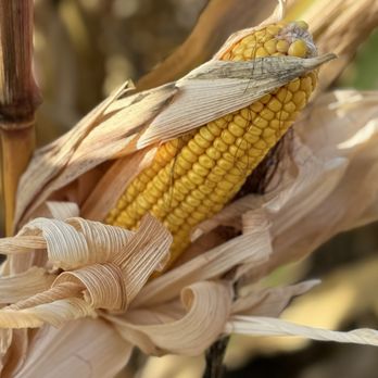 YESTERYEAR FARMS - Updated November 2025 - 206 Photos & 139 Reviews ...