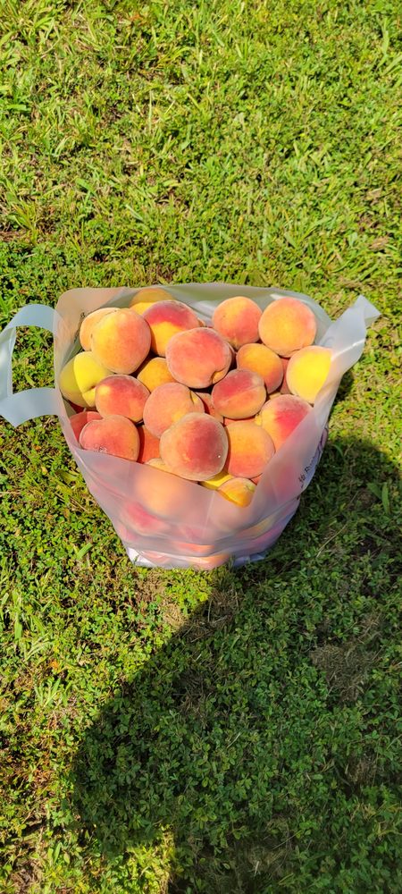 BUSH NECK FARM - Updated April 2024 - 14 Photos - 1502 Bush Neck Rd ...