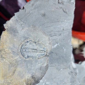 U-DIG FOSSILS - Updated October 2025 - 58 Photos & 31 Reviews - Death ...