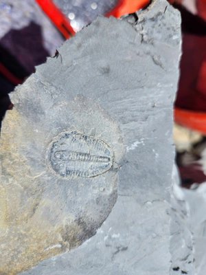 U-DIG FOSSILS - Updated July 2025 - 51 Photos & 29 Reviews - Death ...