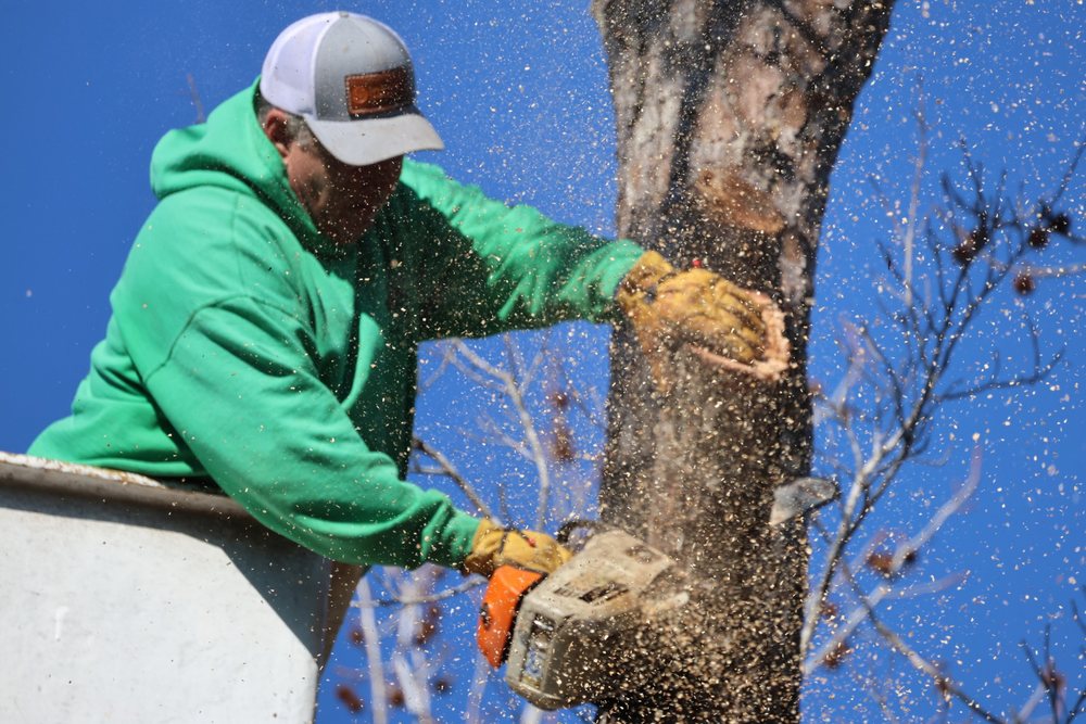 BETTER TREE SERVICES - Updated December 2025 - 22 Photos - 1028 Manor ...