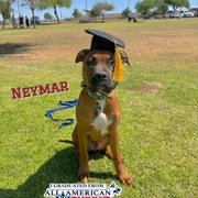 ALL-AMERICAN K-9 DOG TRAINING - 452 Photos & 261 Reviews - Phoenix ...