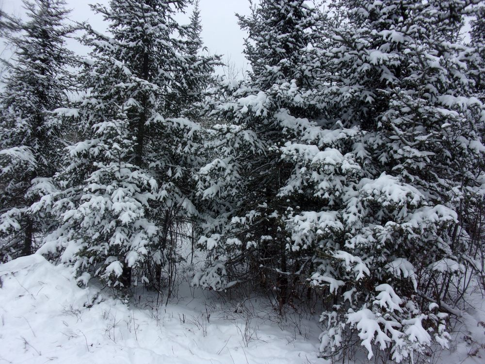 NORTHERN TIER HIGH ADVENTURE - Updated June 2025 - 21 Photos - 14790 ...