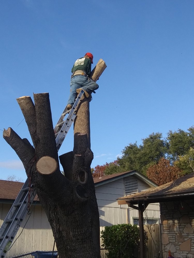 REYES TREE SERVICE - Updated October 2024 - 18 Photos - San Antonio ...