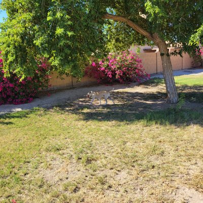 YUMA DOG PARK - Updated March 2025 - 34 Photos & 58 Reviews - 1705 E ...