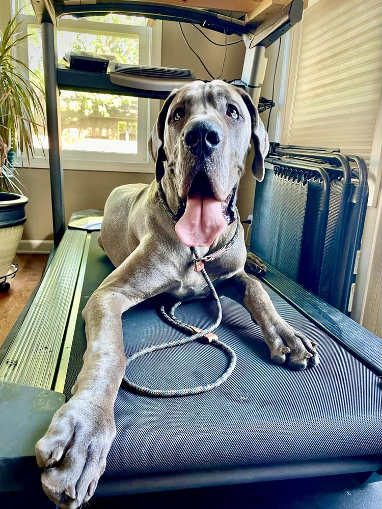 RED DOG BLUE DOG TRAINING - Updated January 2026 - 41 Photos - Elgin ...