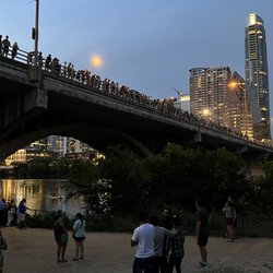 BATS UNDER THE CONGRESS AVENUE BRIDGE - 741 Photos & 505 Reviews - 100 ...