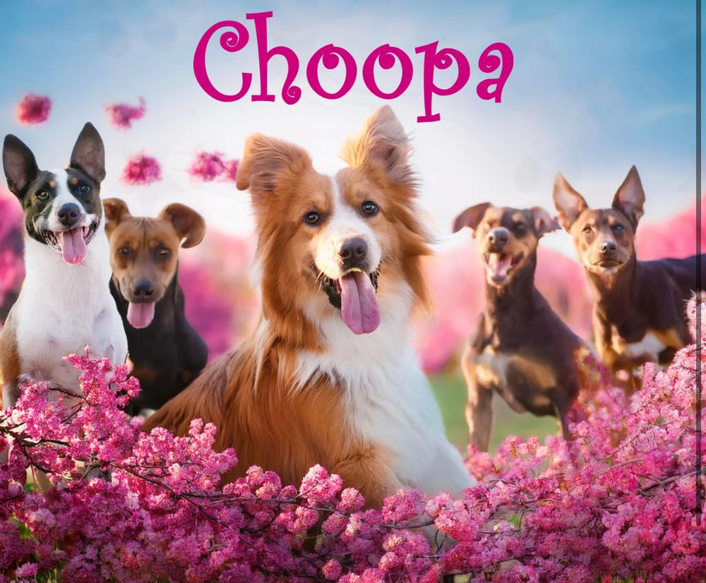 CHOOPA CENTRE CANIN - Updated September 2025 - Request an Appointment ...