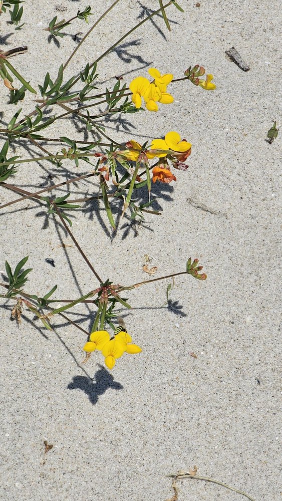 CORSON’S INLET STATE PARK - Updated January 2026 - 62 Photos & 12 ...