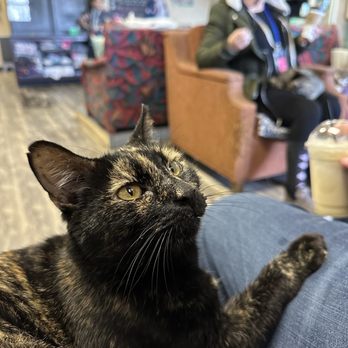 MOCHAS AND MEOWS - Updated July 2024 - 119 Photos & 67 Reviews - 3265 ...