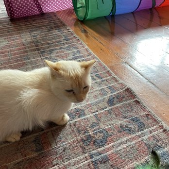 MAC TABBY CAT CAFE - Updated August 2025 - 329 Photos & 146 Reviews ...