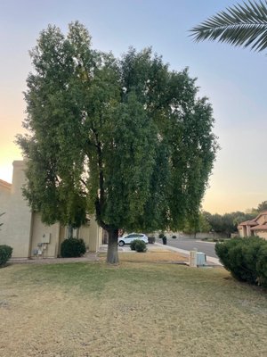 TREE PROS - Updated October 2025 - 52 Photos & 226 Reviews - 2836 W ...