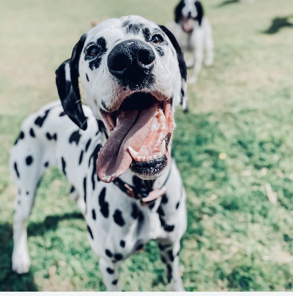 ROOP SCOOPS POOP - GRANDVIEW, Ohio - Pet Waste Removal - Phone Number ...