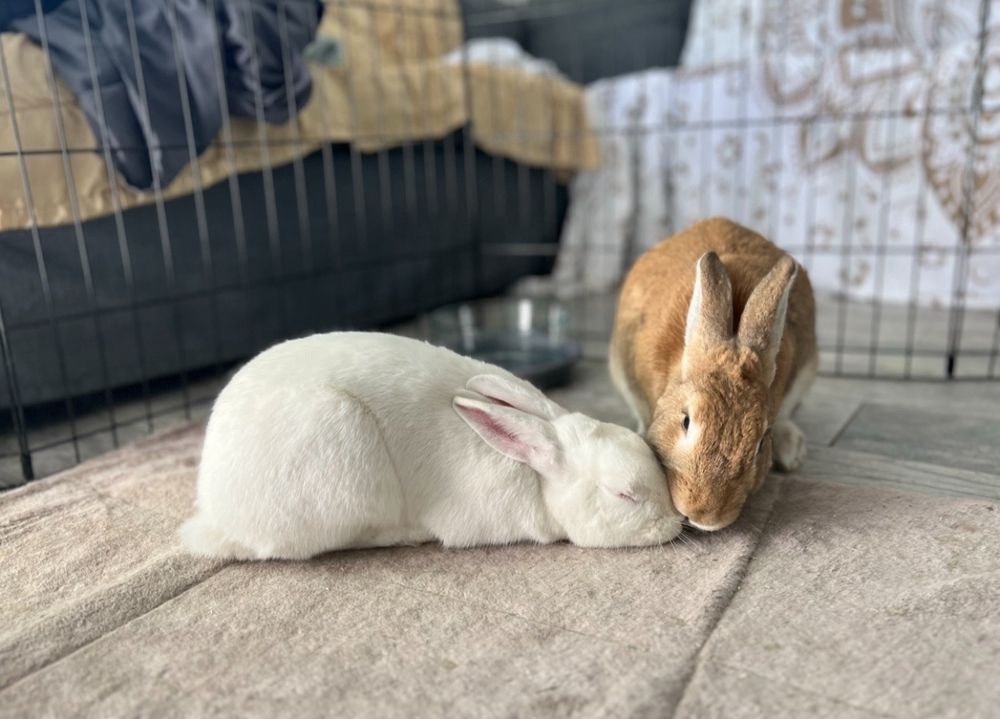 NAPA BUNNIES - Updated January 2026 - 3022 Jefferson St, Napa ...