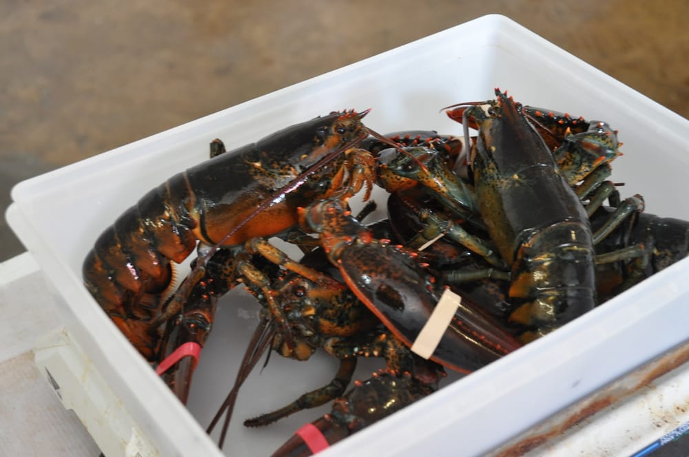 RYER’S LOBSTERS - Updated July 2025 - 57 Photos & 34 Reviews - 8494 ...