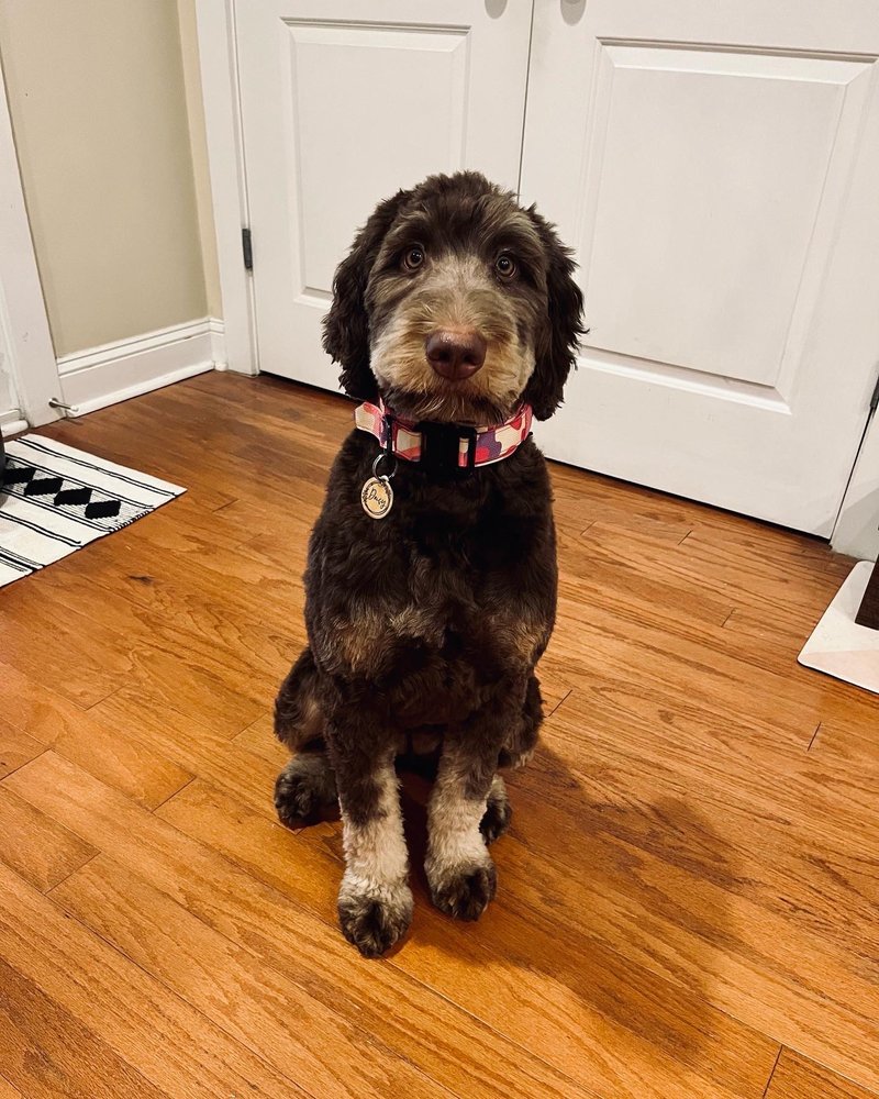 MUTTY PAWS - Updated December 2025 - 29 Photos & 16 Reviews - 48 ...