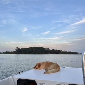 NATIVE AMERICAN SHELL RING - Updated October 2025 - 13 Photos - Fish ...