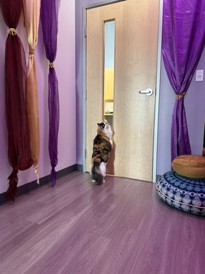 Honnas Veterinary - Updated June 2026 - 14 Photos & 21 Reviews - 1615 S ...