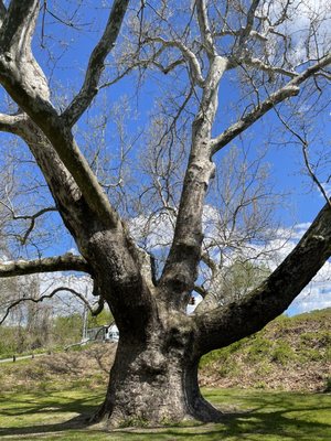 PINCHOT SYCAMORE TREE PARK - Updated June 2024 - 61 Photos - 185 ...