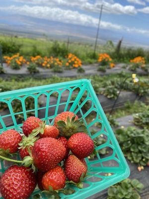 KULA COUNTRY FARMS - Updated August 2024 - 921 Photos & 125 Reviews ...