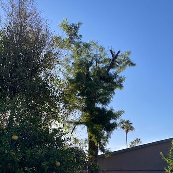 HAYWARD TREE SERVICE - Updated December 2025 - 109 Photos & 156 Reviews ...