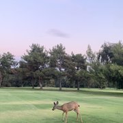 MARSHALL CANYON GOLF COURSE - 114 Photos & 61 Reviews - 6100 N Stephens ...
