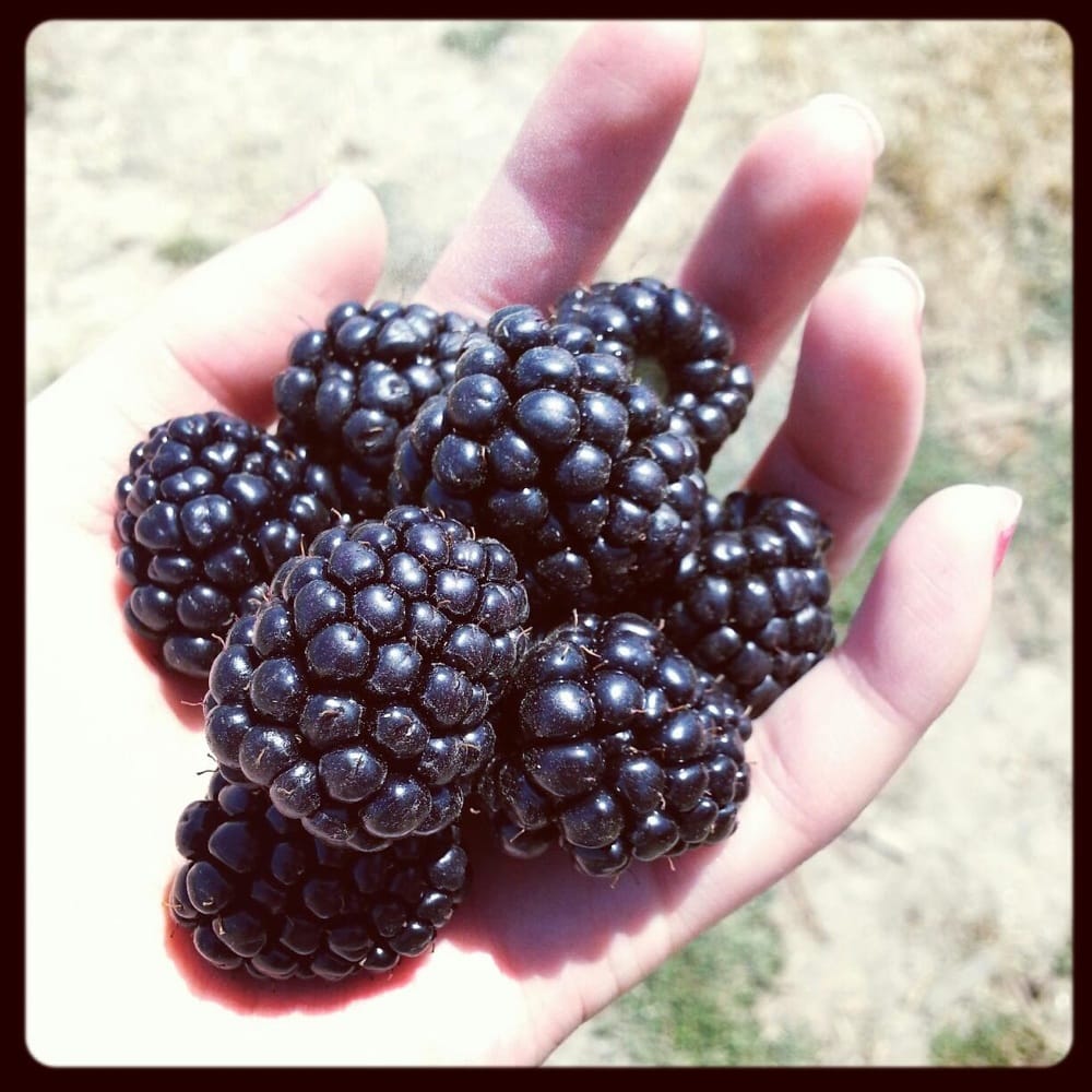 STONY POINT STRAWBERRY FARM - Updated May 2025 - 11 Photos & 12 Reviews ...