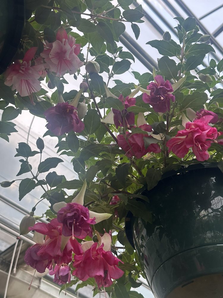WARD’S NURSERY & GARDEN CENTER - Updated May 2026 - 21 Photos & 14 ...