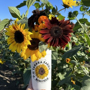 HANA FIELD BY TANAKA FARMS - Updated May 2024 - 326 Photos & 148 ...