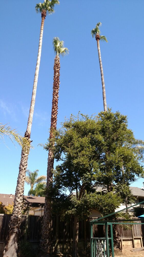GOLDEN STATE TREE SERVICE - Updated July 2025 - 21 Photos - 401 ...