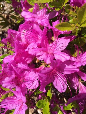 MYTOI JAPANESE GARDENS - Updated November 2025 - 19 Photos - 41 Dike Rd ...