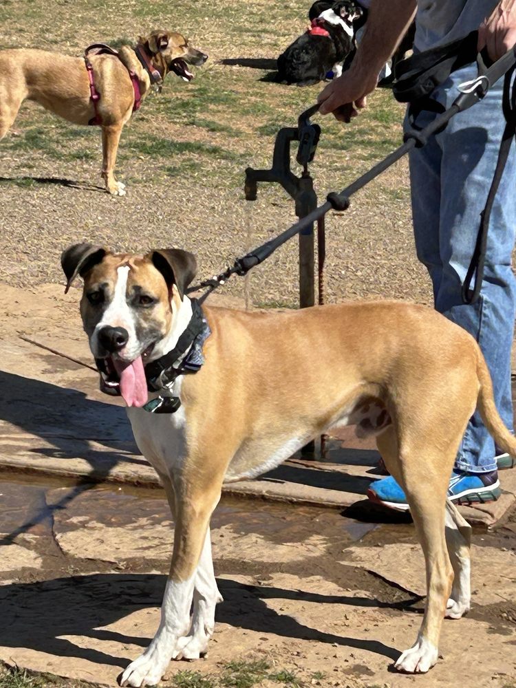 EDMOND DOG PARK - Updated December 2025 - 49 Photos & 30 Reviews - 33RD ...