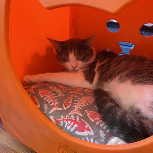 MAC TABBY CAT CAFE - 246 Photos & 105 Reviews - Themed Cafes - 3204 N ...