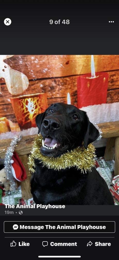 THE ANIMAL PLAYHOUSE - Updated December 2025 - 43 Photos - 136 Orchard ...