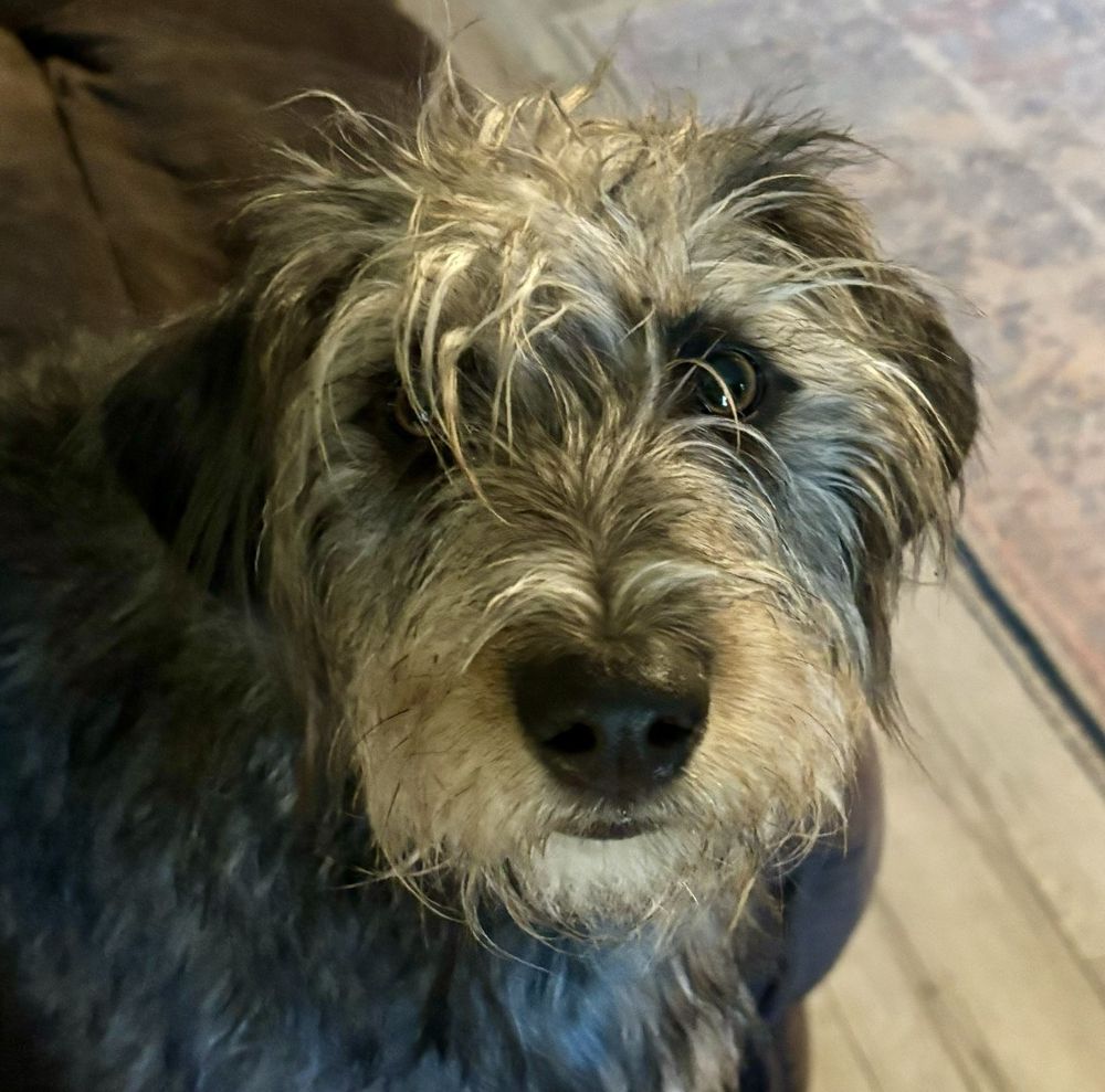 DUSTY TAILS ANIMAL RESCUE - Updated December 2025 - North Charleston ...