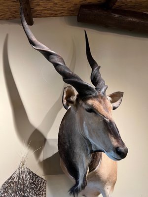 WARREN WILDLIFE GALLERY - 1401 Bouldin Ave, Austin, Texas - Museums ...