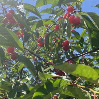 RENNIE ORCHARDS - Updated October 2025 - 39 Photos & 15 Reviews - 11221 ...