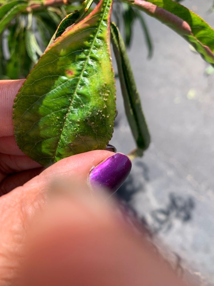 MADDOCK RANCH NURSERY - Updated October 2025 - 21 Photos & 24 Reviews ...