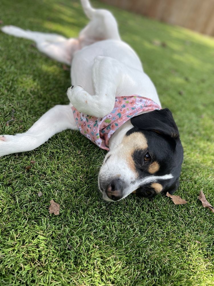 THE BARKTIQUE - Updated October 2025 - 13 Photos - 2119 Frate Barker Rd ...