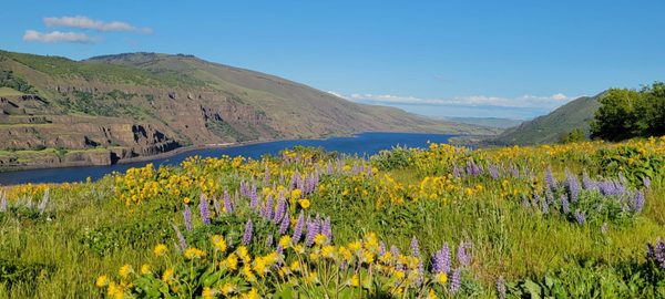 TOM MCCALL POINT HIKE - Updated April 2024 - 76 Photos - Mosier, Oregon ...