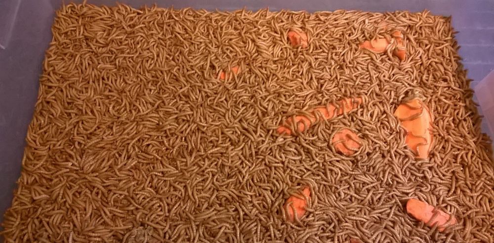 WONDER WORM WOMAN MEALWORMS - Updated July 2025 - Citra, Florida - Pet ...