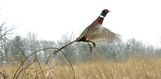 BUCKEYE PHEASANT HUNTING PRESERVE - Updated October 2025 - 22 Photos ...