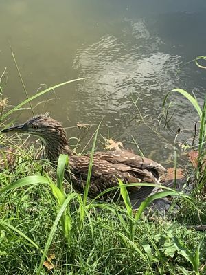 CULLER LAKE - Updated December 2025 - 50 Photos - Frederick, Maryland ...