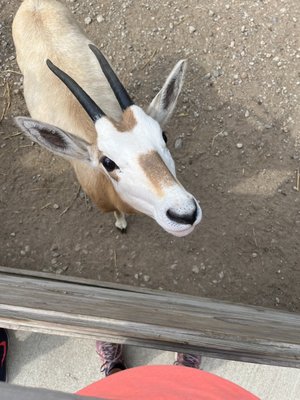 BOULDER RIDGE WILD ANIMAL PARK - Updated July 2025 - 143 Photos & 60 ...