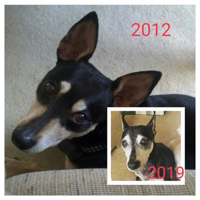 PENINSULA HUMANE SOCIETY & SPCA - 61 Photos & 85 Reviews - Animal ...