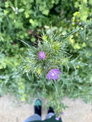 FRYMAN CANYON PARK - 231 Photos & 93 Reviews - 8401 Mulholland Dr ...