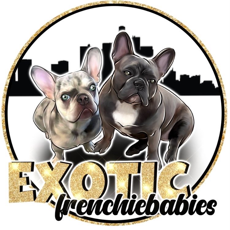 EXOTIC FRENCHIE BABIES - Chalmette, Louisiana - Pet Breeders - Phone ...