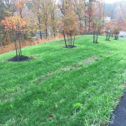 Trugreen Lawn Care & Landscaping - Landscaping - 650 Nelms Cir ...